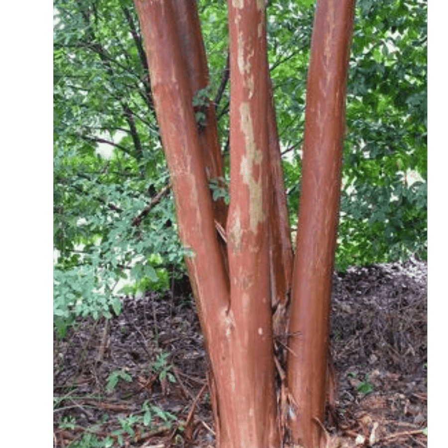 Miss Gail Crape Myrtle💜: Striking Purple Elegance on an Upright Tree ...