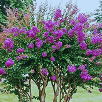 Miss Sandra Crape Myrtle-Stunning Purple Blooms with Fuchsia Undertone ...