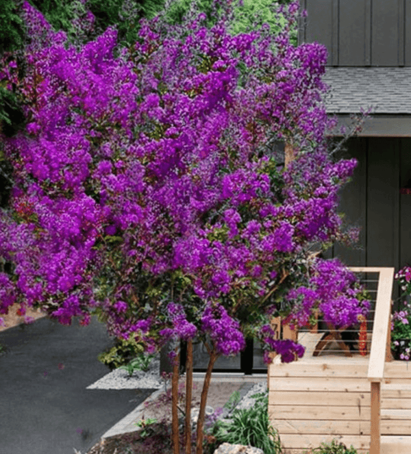 Miss Sandra Crape Myrtle-Stunning Purple Blooms with Fuchsia Undertone ...