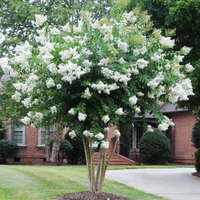 Proper Crape Myrtle Pruning-Expert Tips & Guide for Growth and Flowers ...
