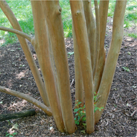 Proper Crape Myrtle Pruning-Expert Tips & Guide for Growth and Flowers ...