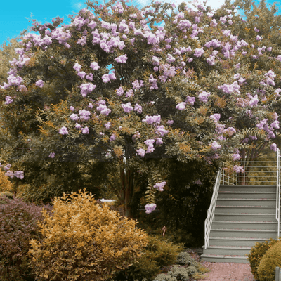 Purple Crape Myrtles: Stunning Varieties of Dark Purple and Lavender ...