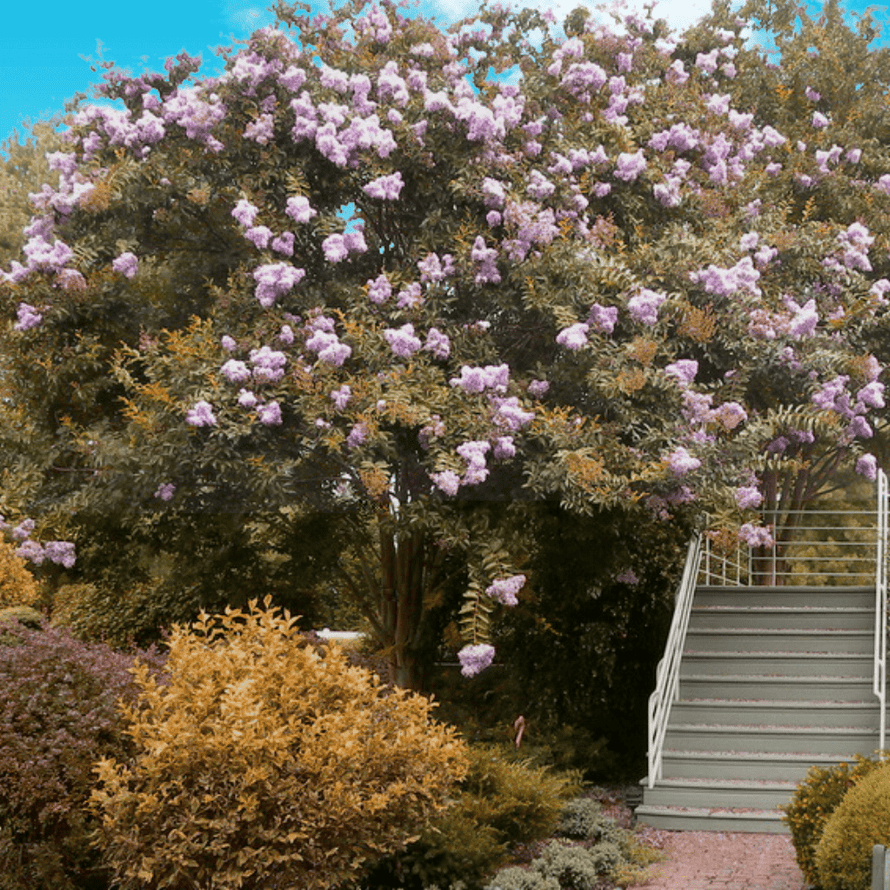 Purple Crape Myrtles: Stunning Varieties of Dark Purple and Lavender ...