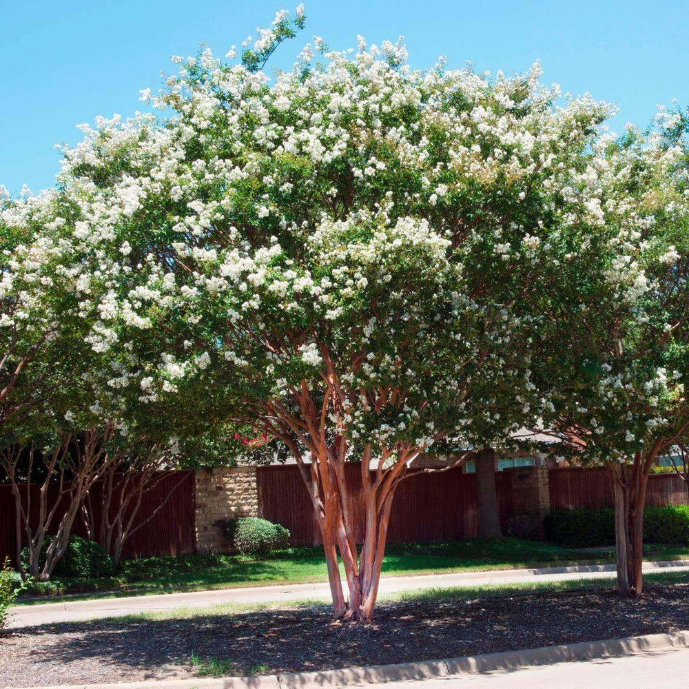 Natchez Crape Myrtle 🌱 Showy Snow-White Flowers and Cinnamon Red Bark| Southern Charm Crape ...