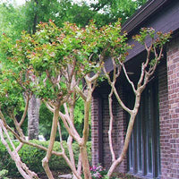 Crape Myrtle Pruning: Master Techniques for Vibrant Blooms and Growth!| Southern Charm Crape ...