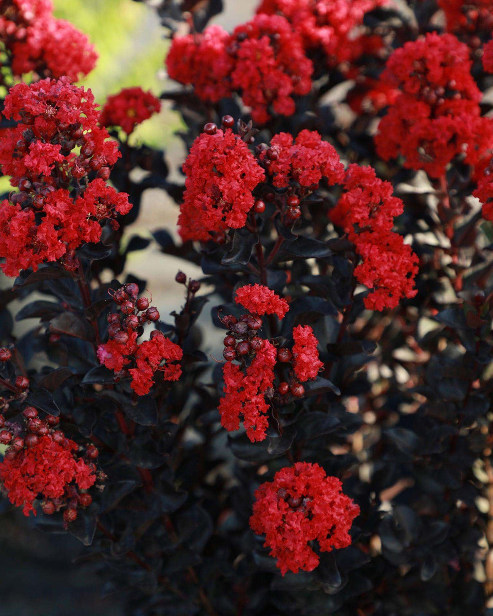 Obsidian Ruby™ Crape Myrtle🖤 Striking Ruby Red Flowers & Dark Foliage ...