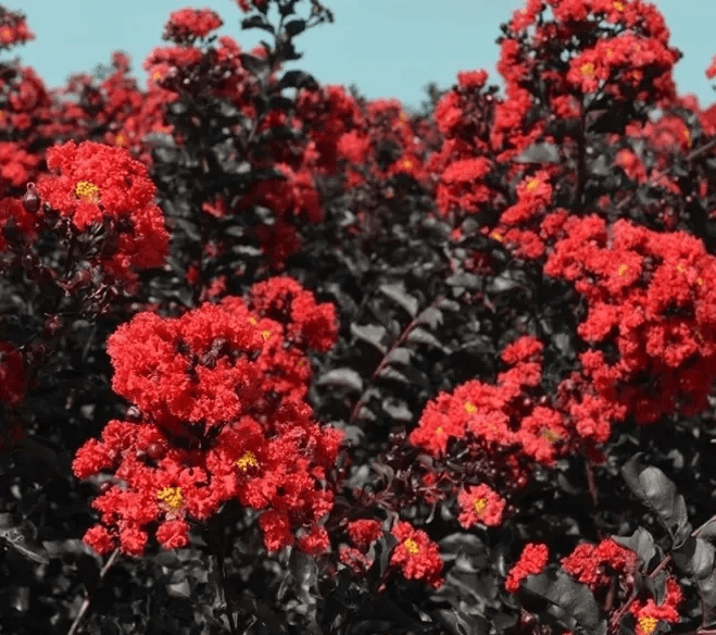 Obsidian Ruby™ Crape Myrtle🖤 Striking Ruby Red Flowers & Dark Foliage ...