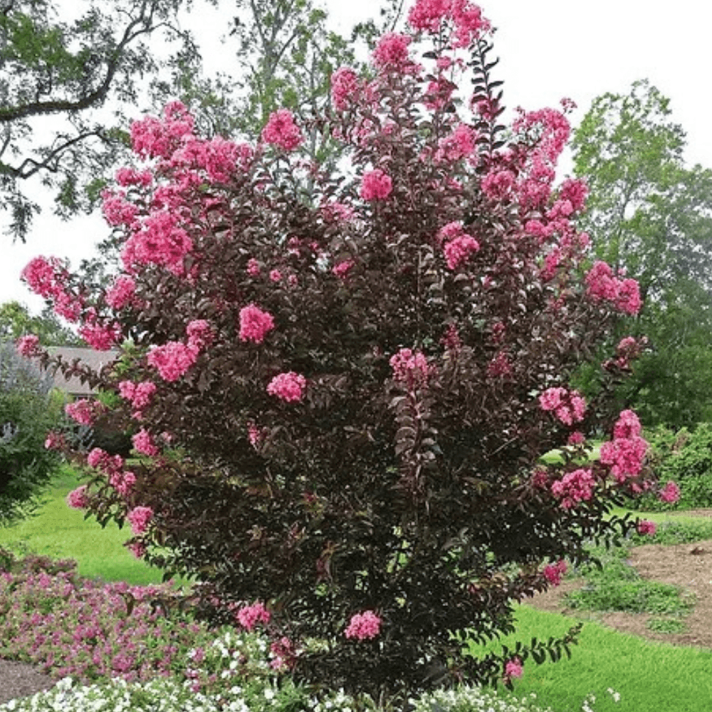 Obsidian Sunrise™ Crape Myrtle: Bright Fuchsia Blooms & Dark Foliage🖤 ...