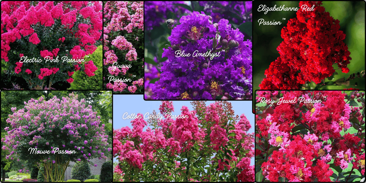 Southern Charm Crape Myrtles, LLC | 🍃Shop Premium Crape Myrtles ...