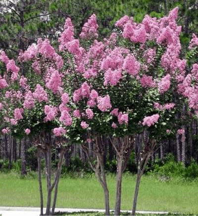 Dwarf Crape Myrtles, Maturing 6-10ft Tall - Perfect for Privacy Hedges ...