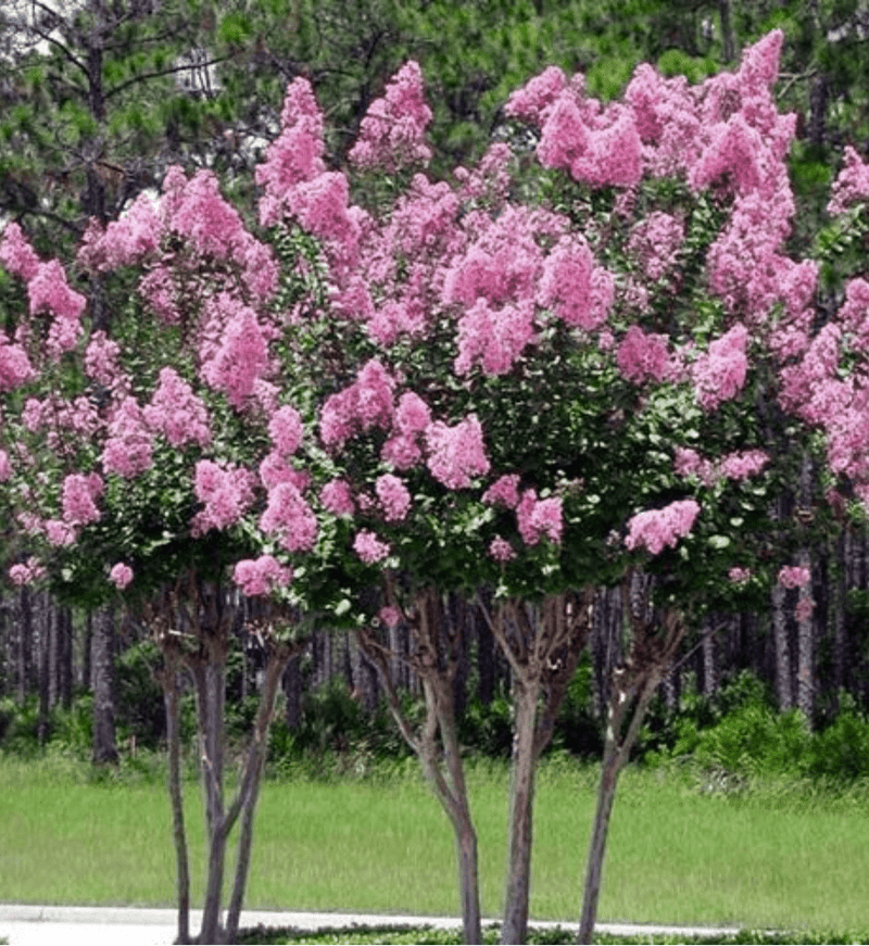 Pink Crape Myrtles - Stunning Hues of Pinks in All Shapes and Sizes ...