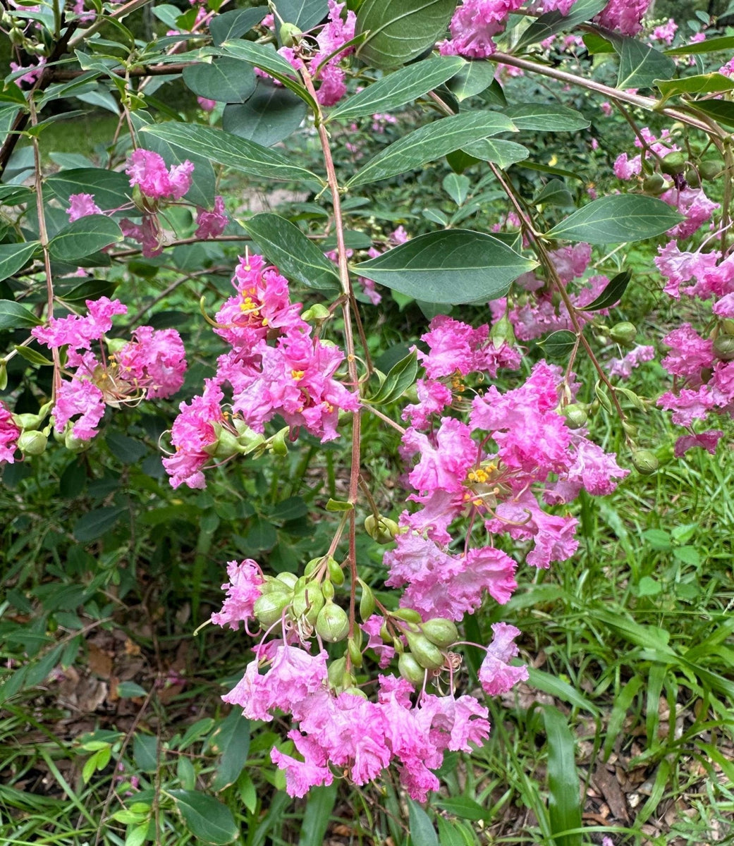 Pink Blush Crape Myrtle: Delicate Baby Pink Blooms on Weeping Branches ...