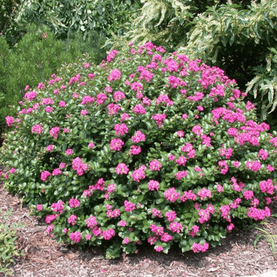 Miniature Crape Myrtles: Compact Beauty for Your Garden and Landscape ...