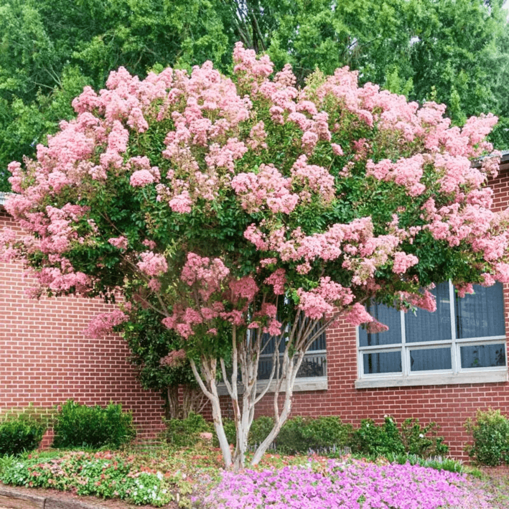 Potomac Crape Myrtle🌳 Tall Upright Elegance with Delicate Pink Blooms ...