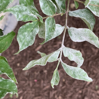 Crape Myrtle Pest and Disease Control Guide-Analysis, Tips & Solutions ...