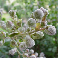 Crape Myrtle Pest and Disease Control Guide-Analysis, Tips & Solutions ...