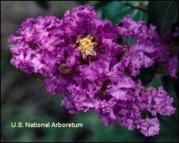 Powhatan Crape Myrtle-Purple Flowers & Hardy Shade Tree for Landscapes ...