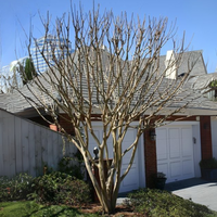 Crape Myrtle Pruning: Master Techniques for Vibrant Blooms and Growth!| Southern Charm Crape ...