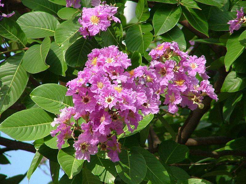 Queens Crape Myrtle, Pride of India👑Majestic Lagerstroemia Speciosa🌳 ...
