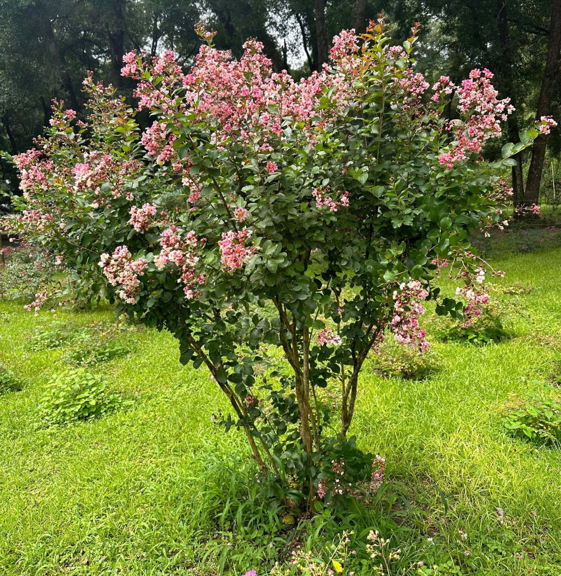 Queens Lace Crape Myrtle: Rare Beauty with Red & White Picotee Flowers ...