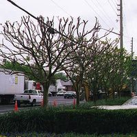 Proper Crape Myrtle Pruning-Expert Tips & Guide for Growth and Flowers ...