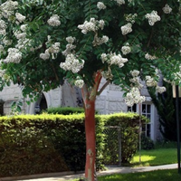 Proper Crape Myrtle Pruning-Expert Tips & Guide for Growth and Flowers ...