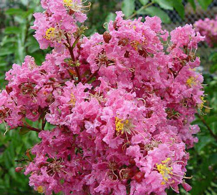 Sioux Crape Myrtle: Bright Pink Blooms & Graceful Beauty, Upright Tree ...