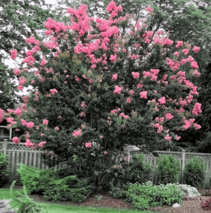 Sioux Crape Myrtle: Bright Pink Blooms & Graceful Beauty, Upright Tree ...