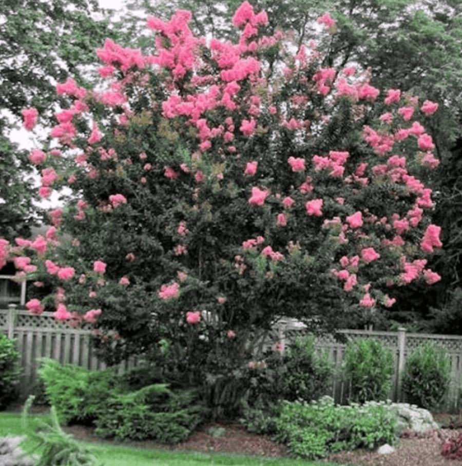 Sioux Crape Myrtle: Bright Pink Blooms & Graceful Beauty, Upright Tree ...