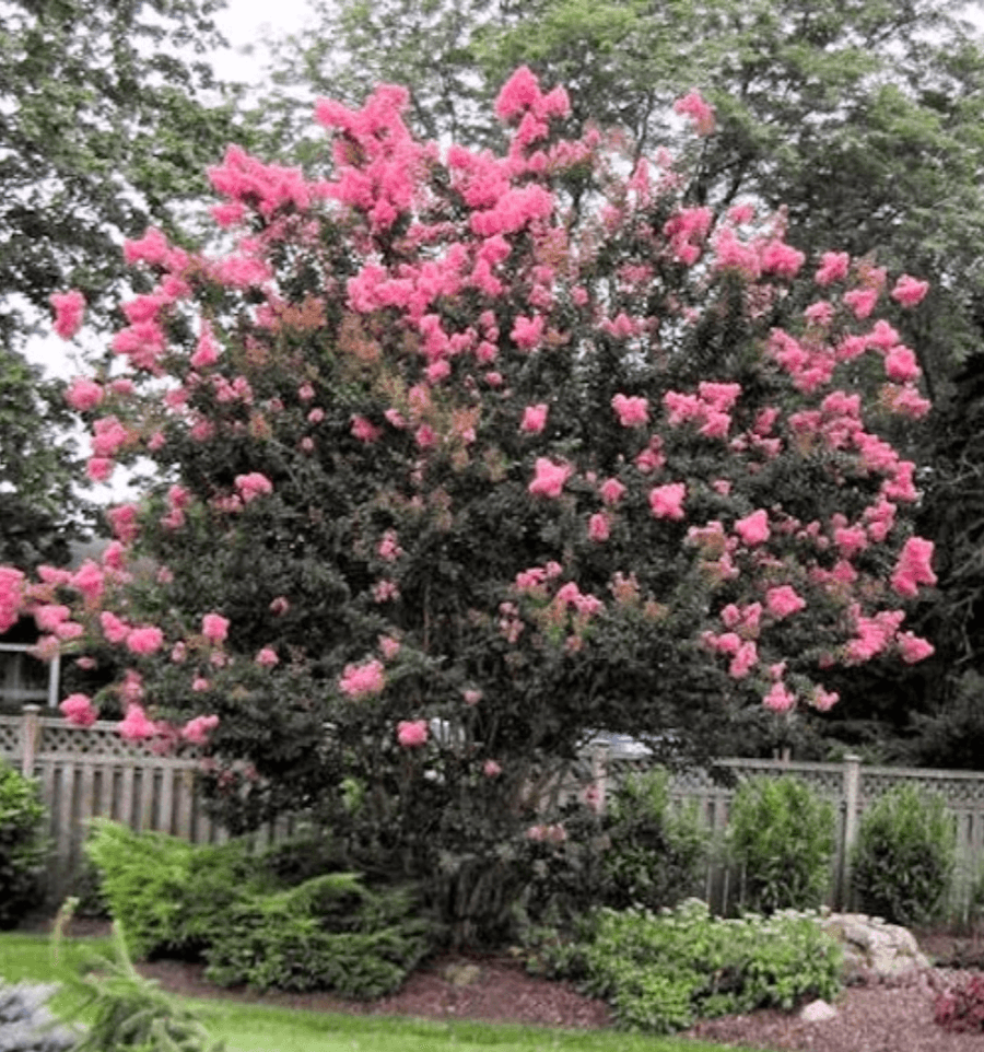 Sioux Crape Myrtle: Bright Pink Blooms & Graceful Beauty, Upright Tree ...