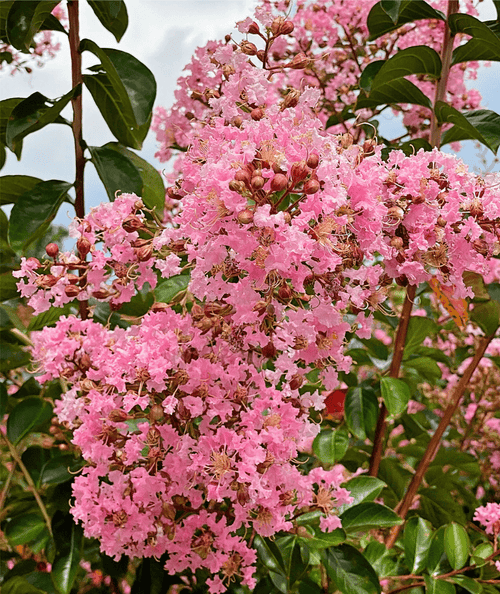 Sioux Crape Myrtle: Bright Pink Blooms & Graceful Beauty, Upright Tree ...