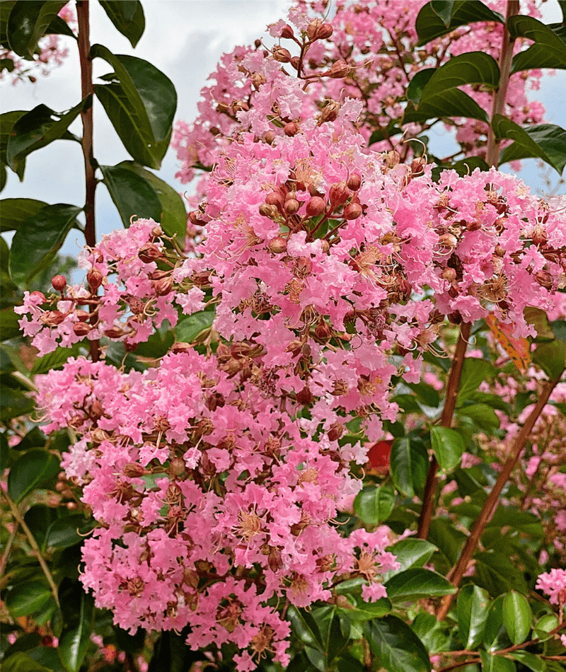 Sioux Crape Myrtle: Bright Pink Blooms & Graceful Beauty, Upright Tree ...