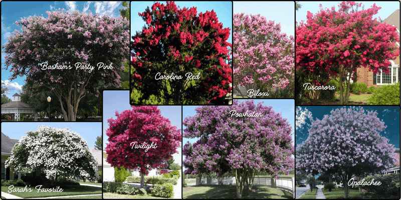 Southern Charm Crape Myrtles, LLC | 🍃Shop Premium Crape Myrtles ...