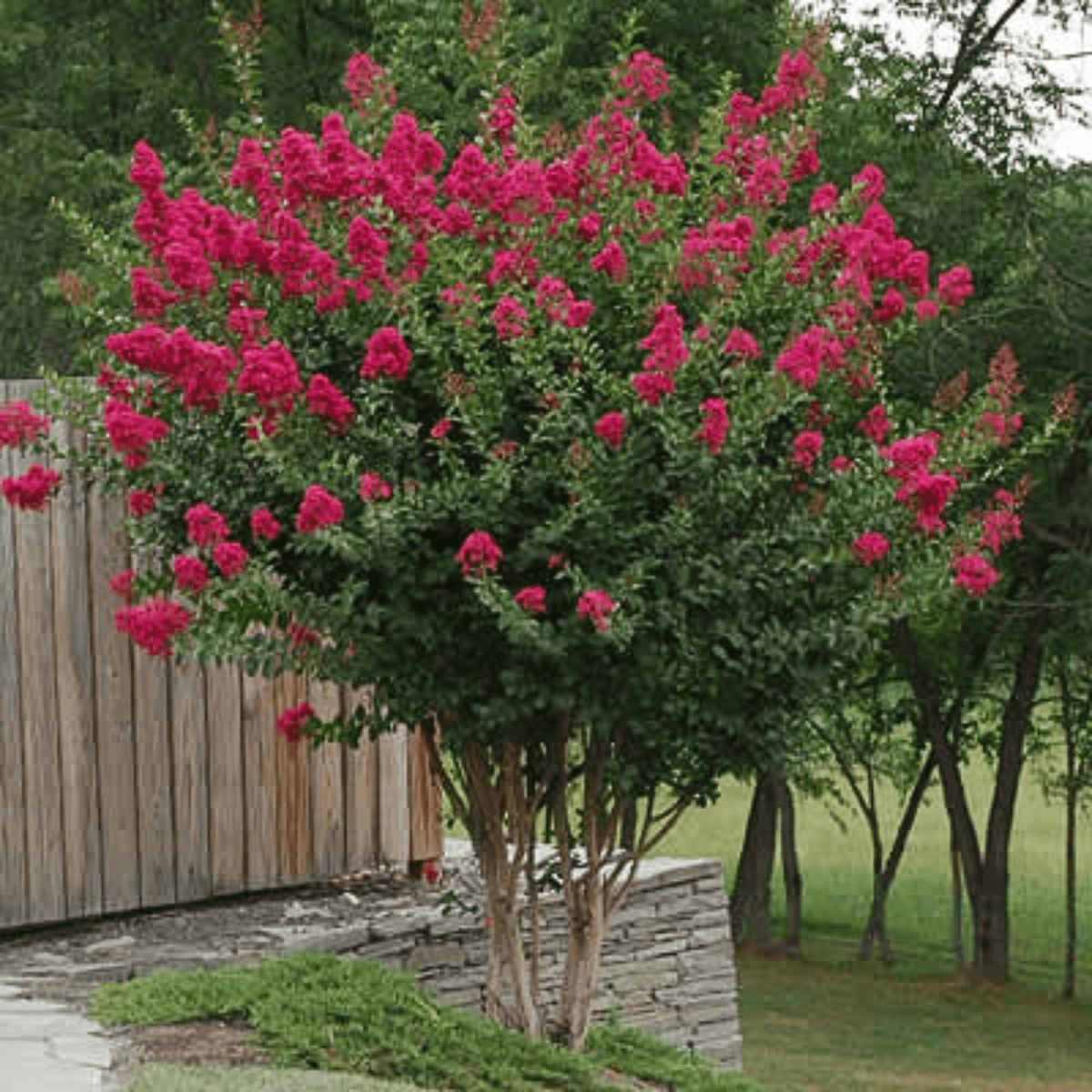 Red Crape Myrtles - All Shades, from Cherry Red to Blood Red Flowers ...