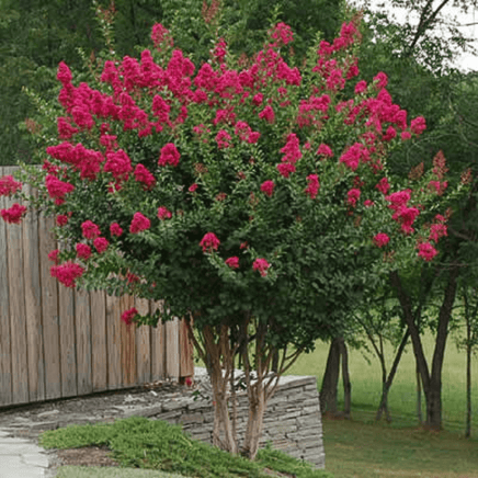 Tonto Crape Myrtle: Watermelon Red Blooms🍉 & Hardiness for Landscapes ...