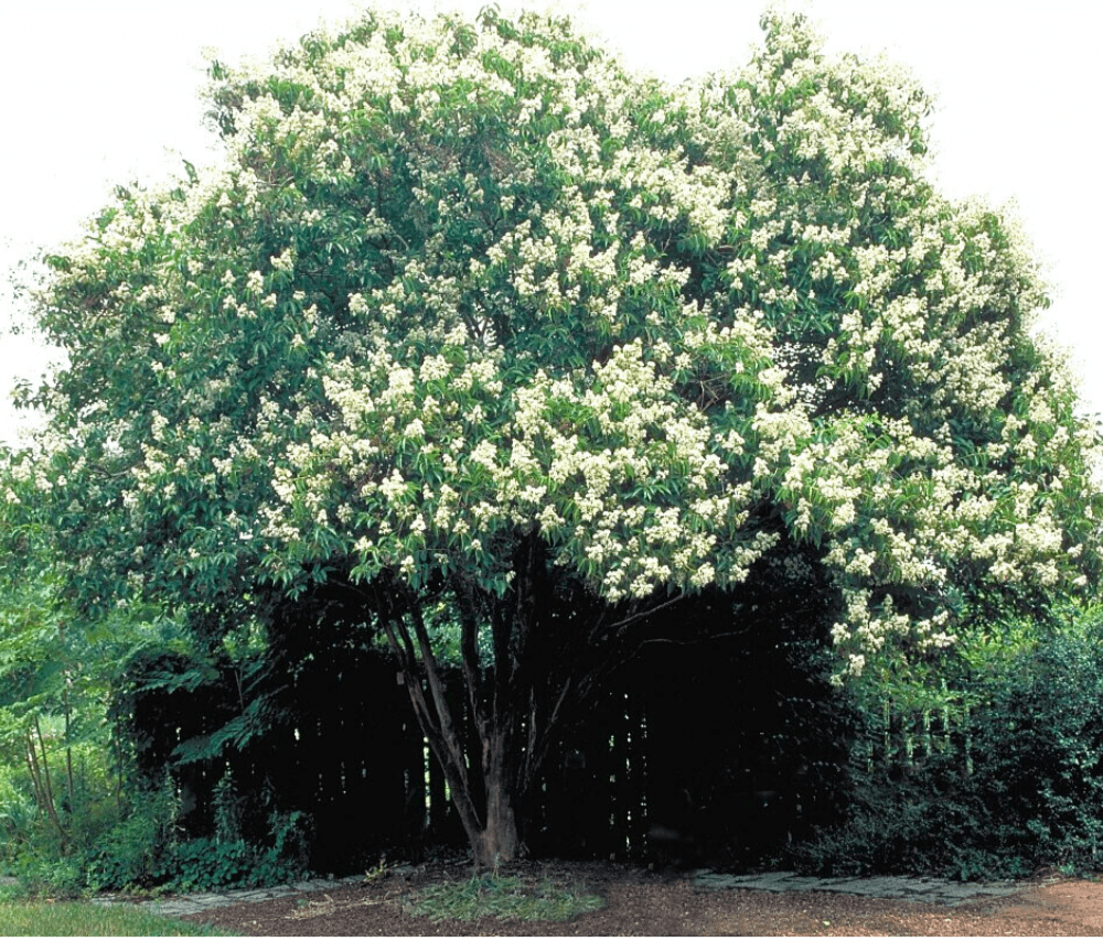 Townhouse Crape Myrtle🌱:Rare Elegance & Beauty, Lagerstroemia Fauriei ...