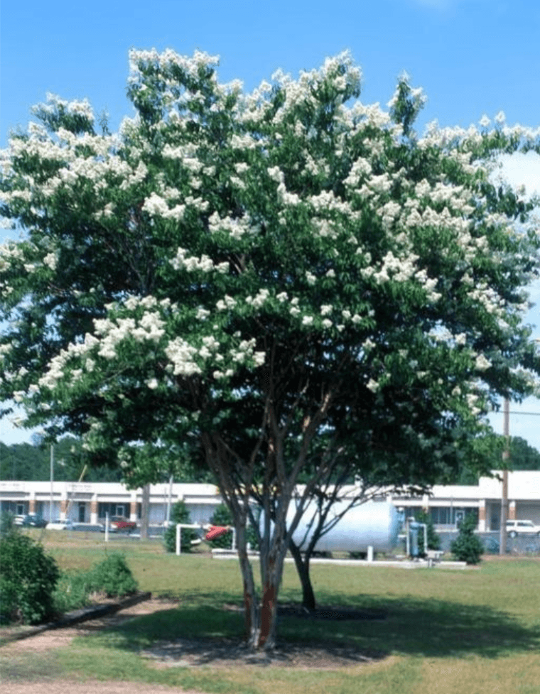 Townhouse Crape Myrtle🌱:Rare Elegance & Beauty, Lagerstroemia Fauriei ...