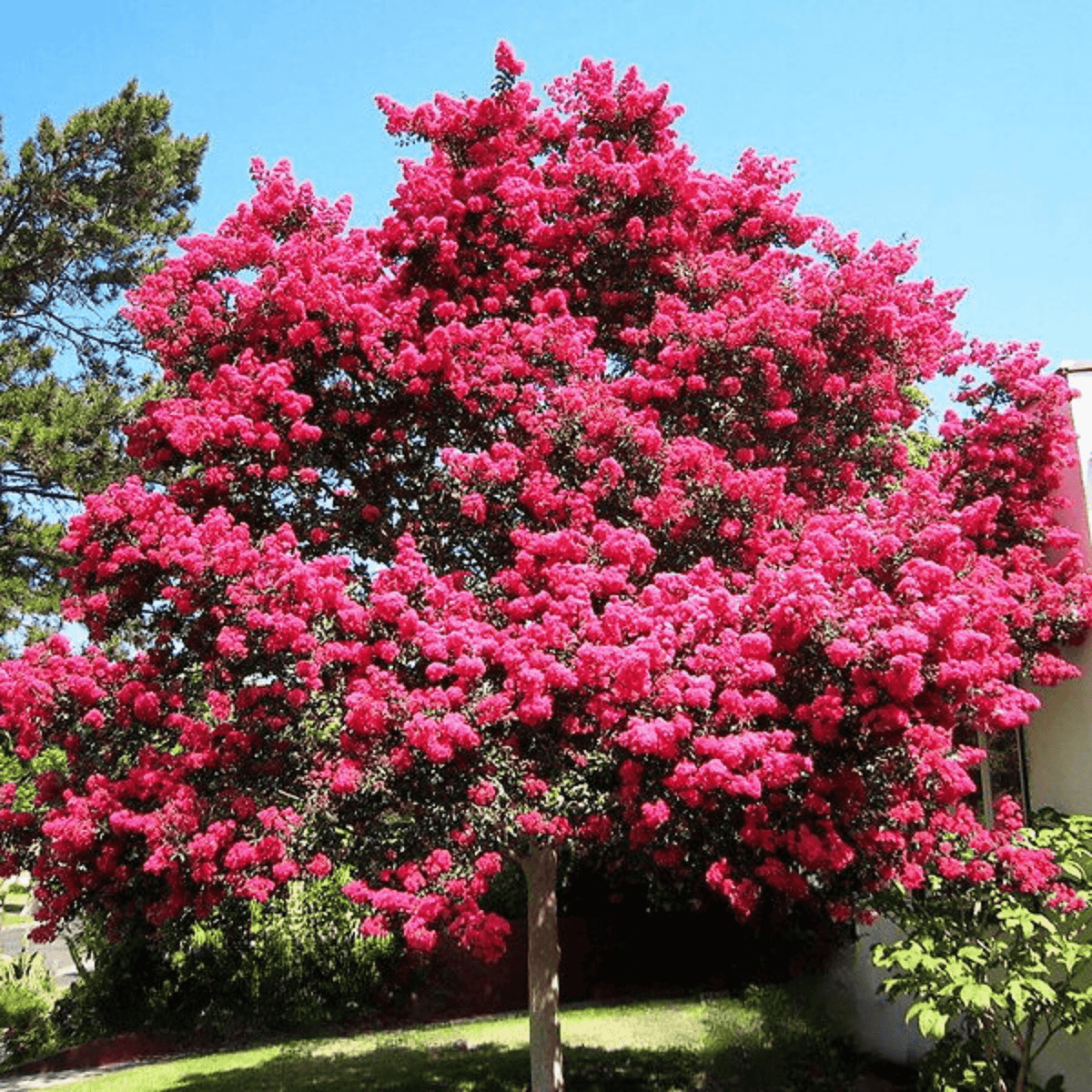 Tuskegee Crape Myrtle: Fast Growing Shade Tree with Bright Pink Blooms ...