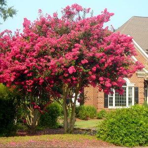 Standard Crape Myrtles- Maturing 20-30ft Tall Fast-Growing Shade Trees ...