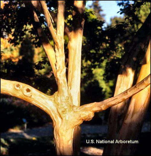 Tuskegee Crape Myrtle: Fast Growing Shade Tree with Bright Pink Blooms| Southern Charm Crape ...