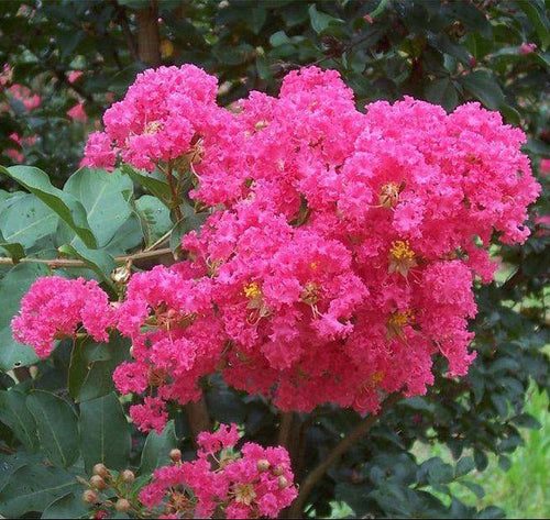 Tuskegee Crape Myrtle: Fast Growing Shade Tree with Bright Pink Blooms| Southern Charm Crape ...
