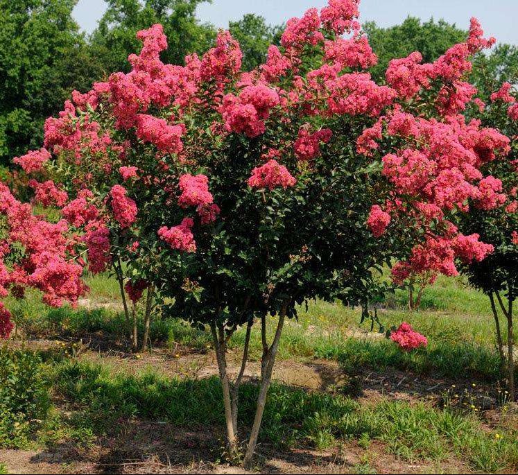 Tuskegee Crape Myrtle: Fast Growing Shade Tree with Bright Pink Blooms ...