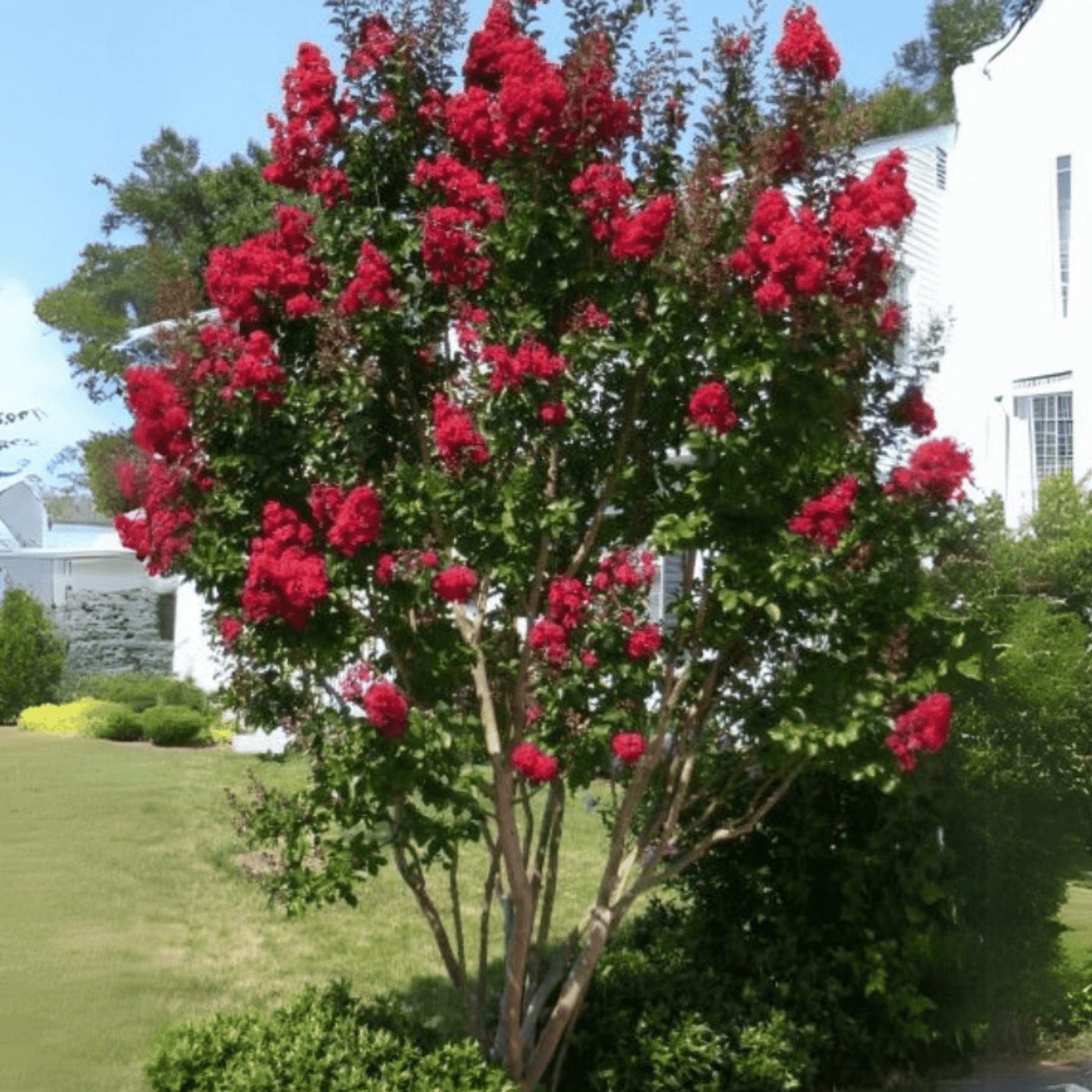 Red Crape Myrtles - All Shades, from Cherry Red to Blood Red Flowers ...