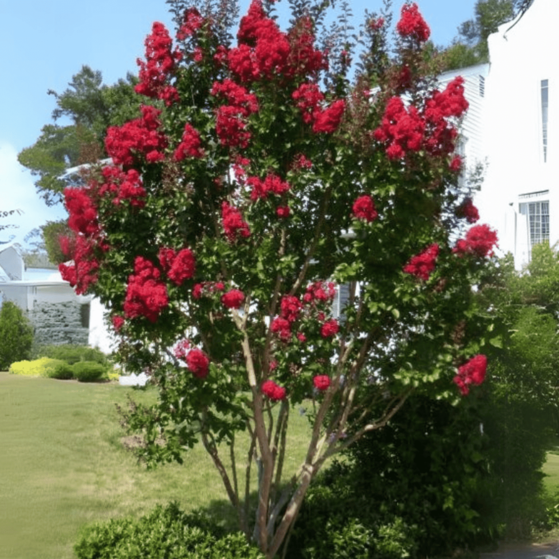 Red Crape Myrtles - All Shades, from Cherry Red to Blood Red Flowers ...