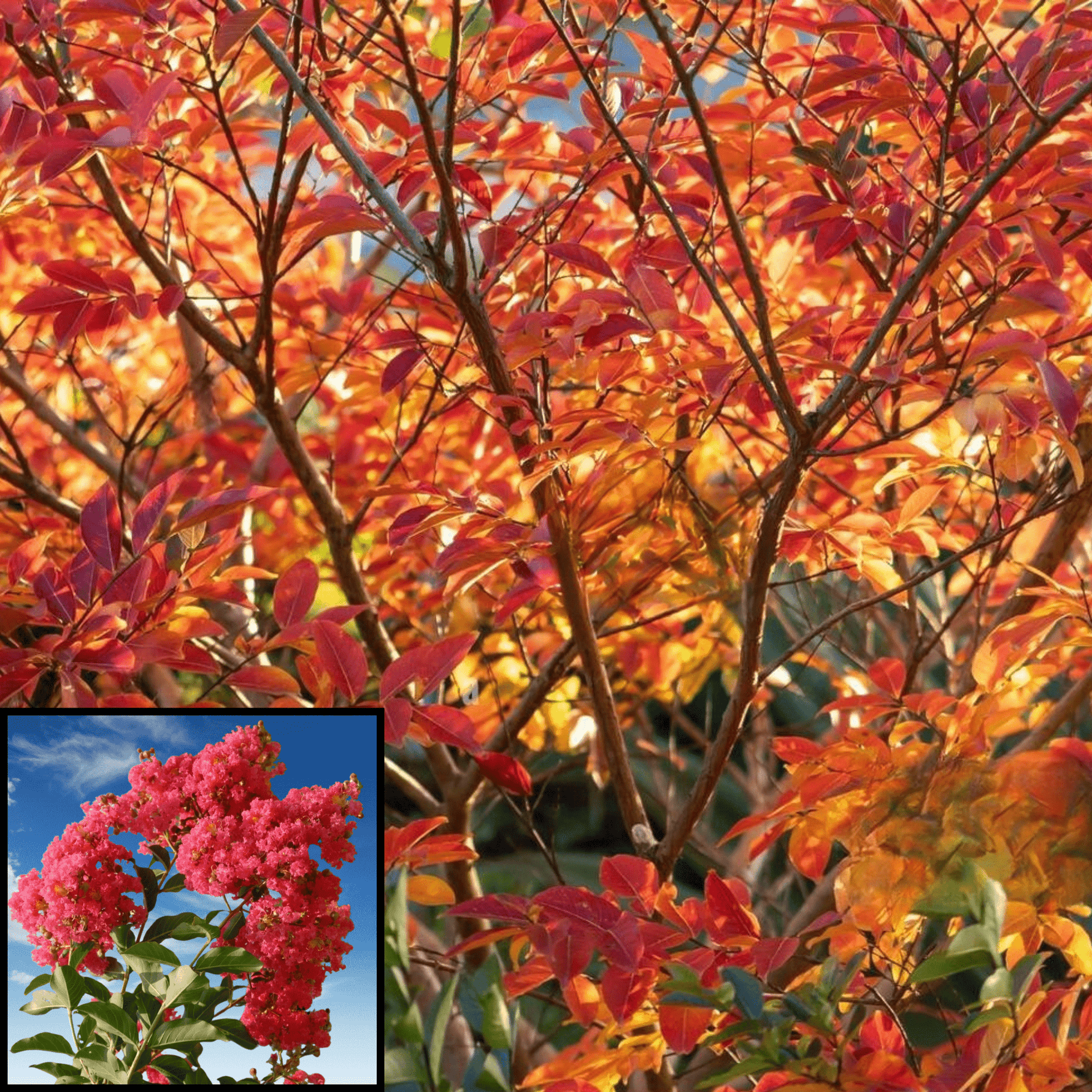 Medium Crape Myrtles, Flowering Trees 12-20ft Tall, Line Your Driveway ...