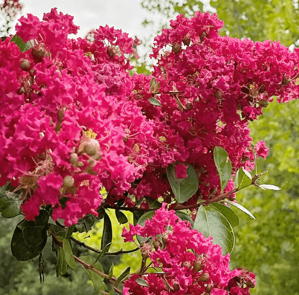 William Toovey Crape Myrtle: Enjoy Stunning Bark AND Vibrant Blooms 🌸 ...