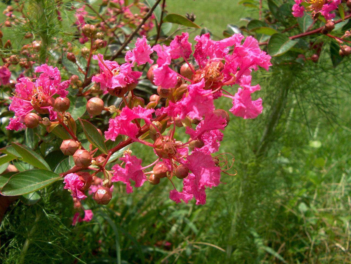 Worlds Fair Crape Myrtle: Miniature Mellow Magenta🌸, Mounding Beauty ...