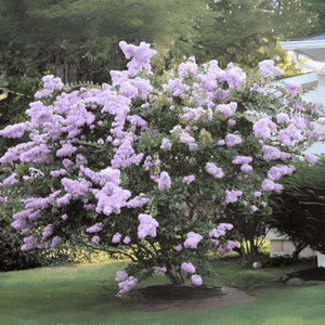Medium Crape Myrtles, Flowering Trees 12-20ft Tall, Line Your Driveway ...