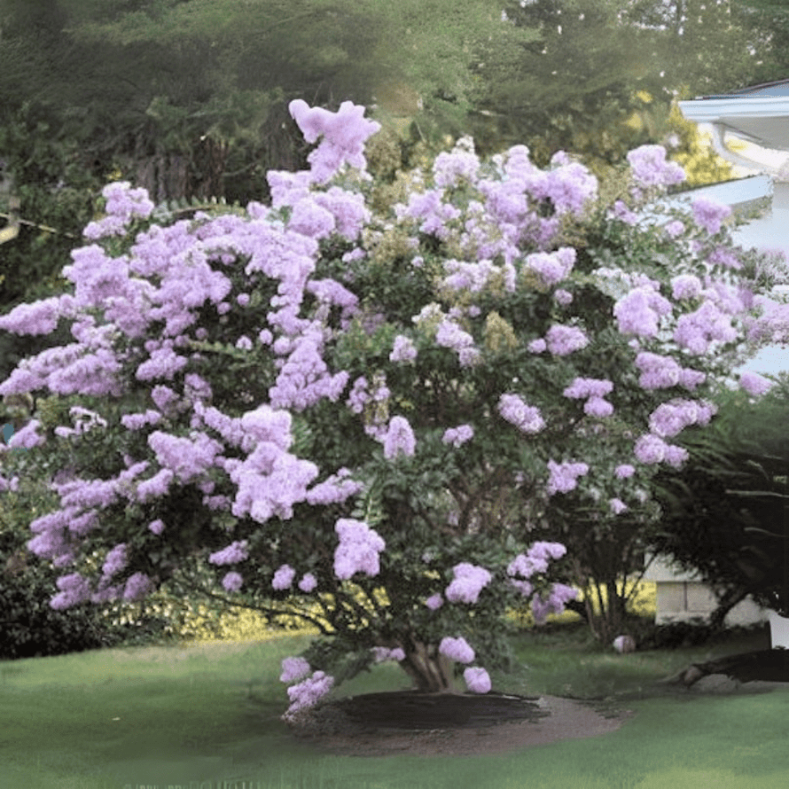 Purple Crape Myrtles: Stunning Varieties of Dark Purple and Lavender| Southern Charm Crape ...