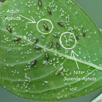 Crape Myrtle Pest and Disease Control Guide-Analysis, Tips & Solutions| Southern Charm Crape ...